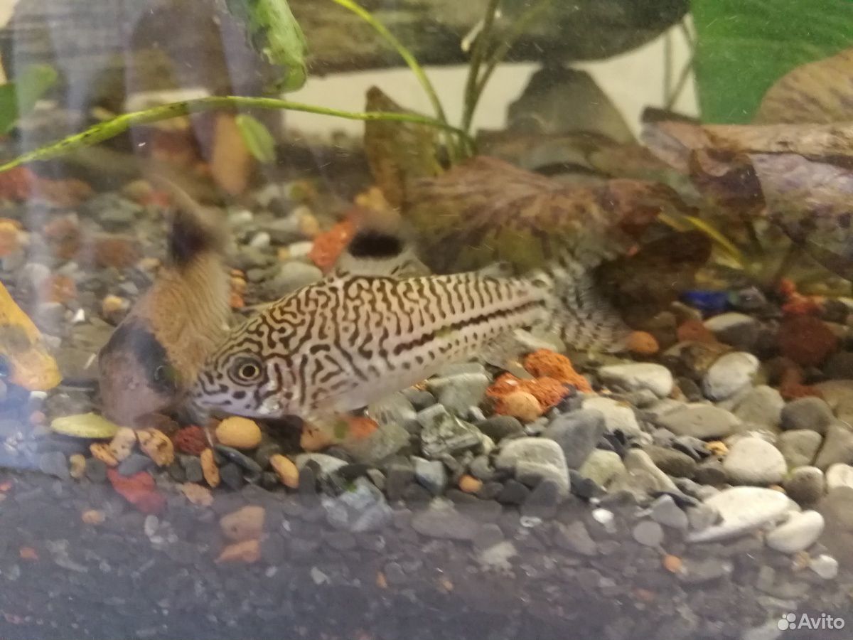 Сомик каридорос и крапчатый