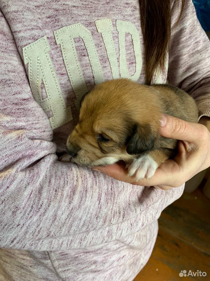 Щенок-малютка Горошинка
