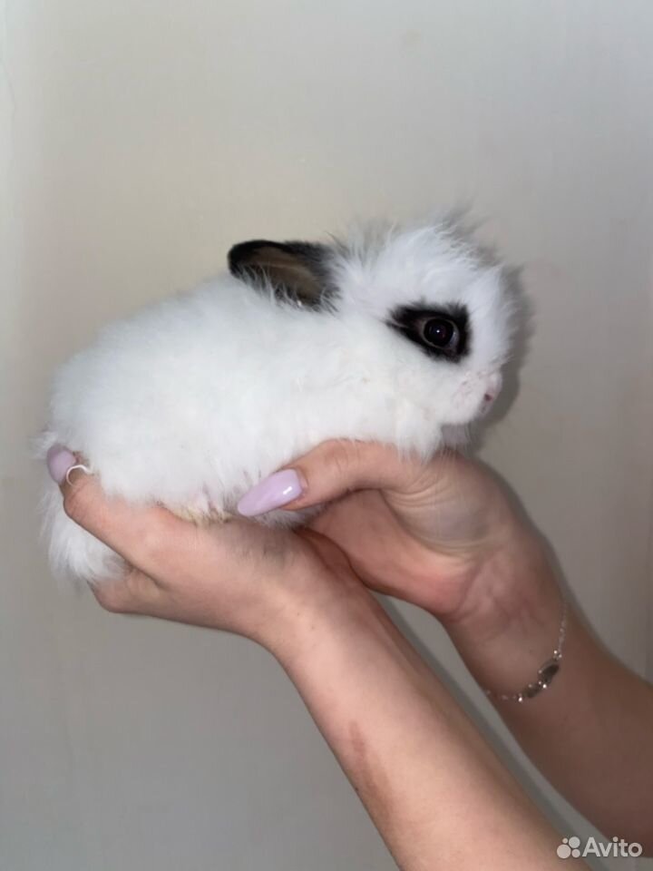 Карликовый кролик