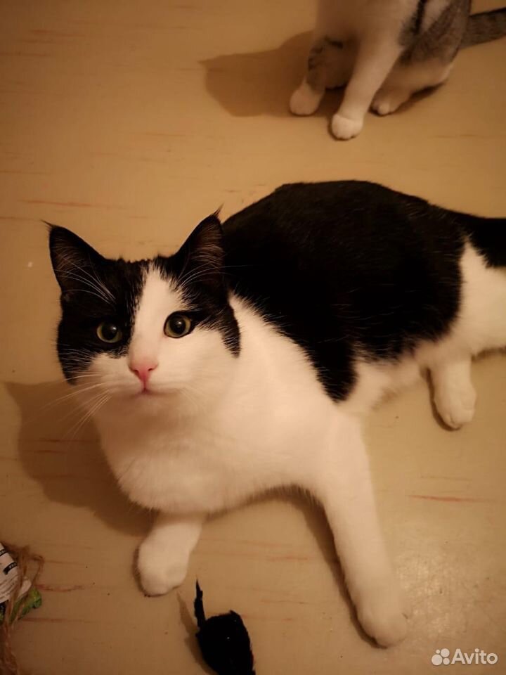 Кошечка Коко