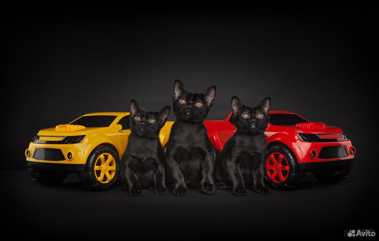 Бомбейские котята