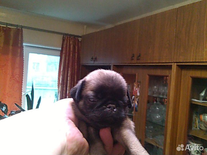 Мопсята щенки