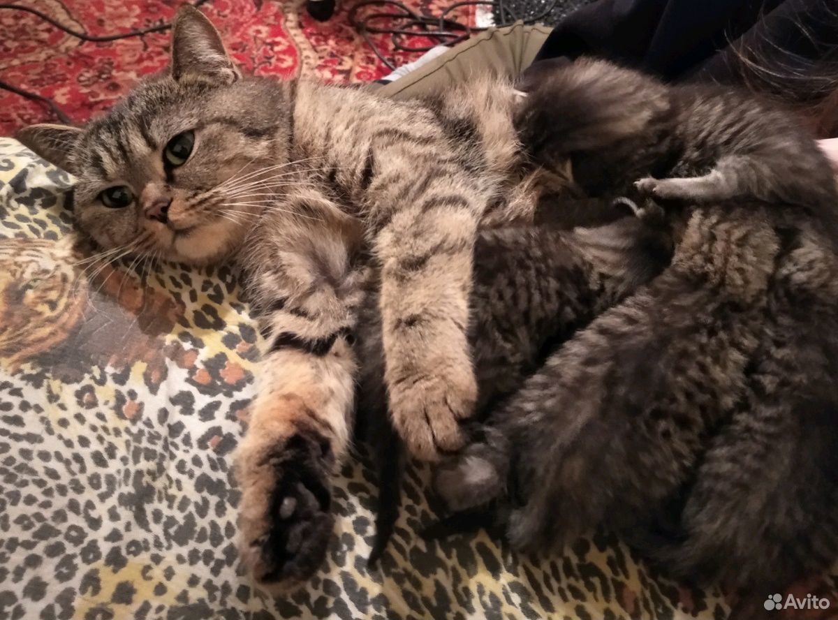 Британские котята