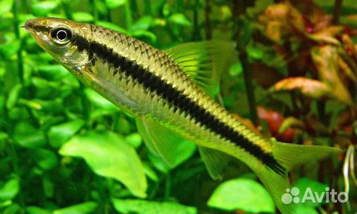 Сиамский Водрослеед или SAE