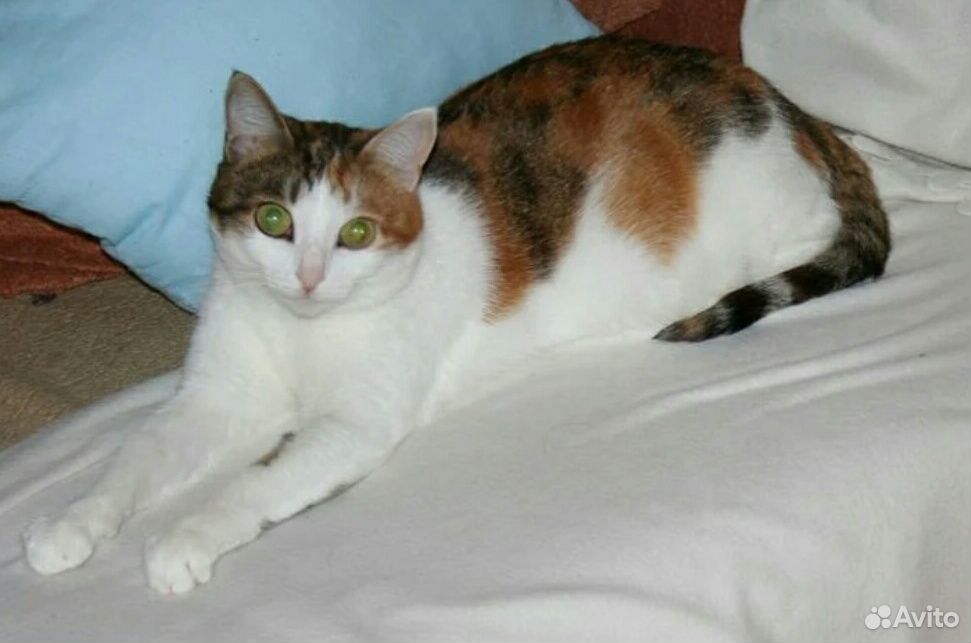 Разыскивается кошка