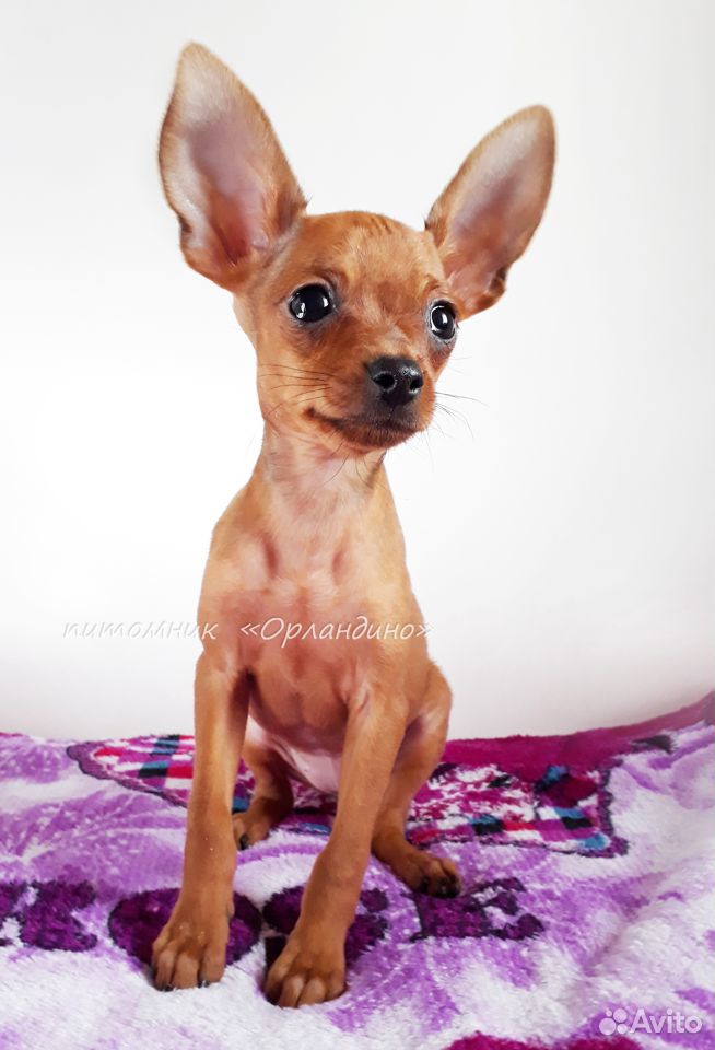 Манила - девочка для лучших владельцев. Доставка