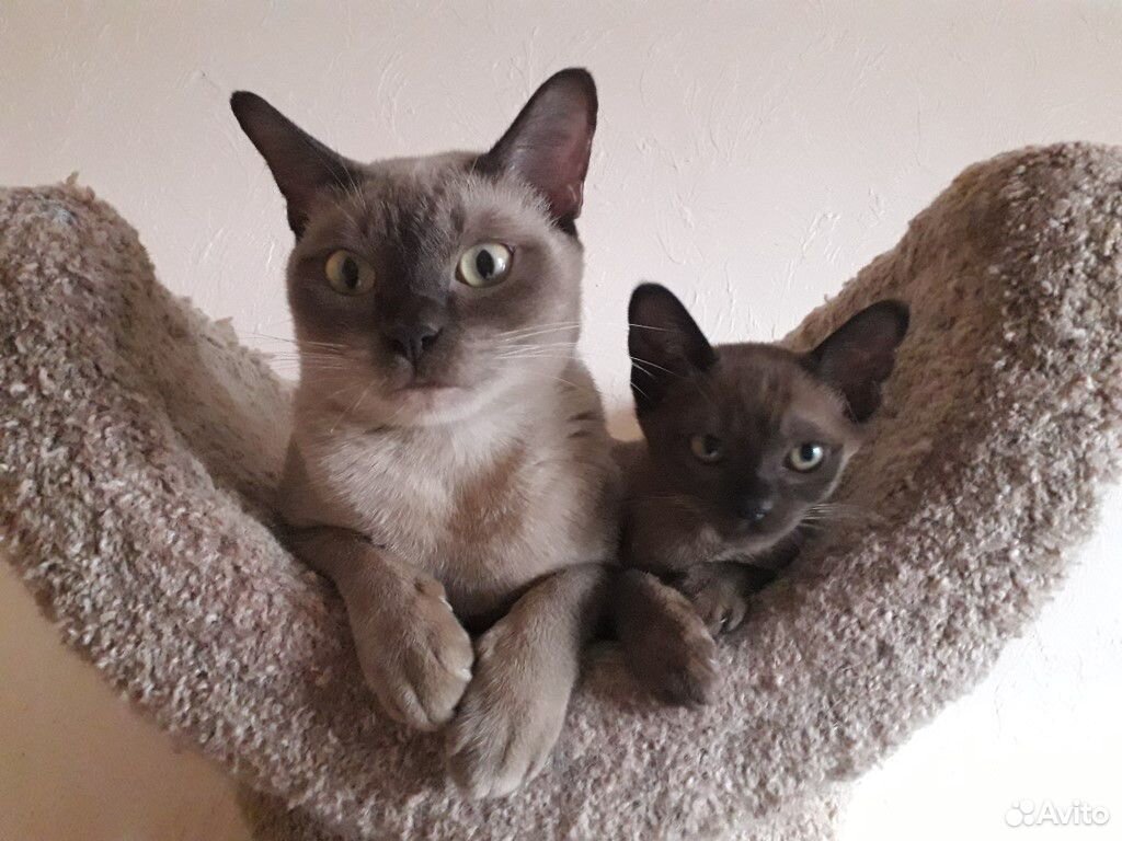 Девочка бурмочка