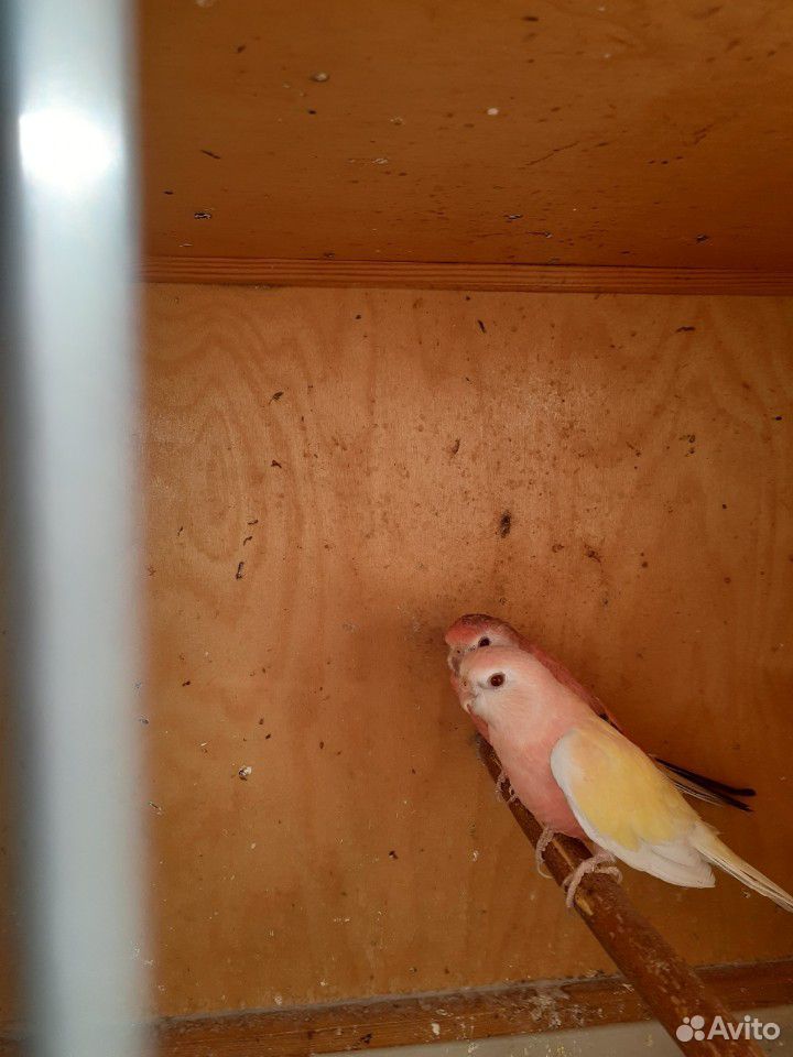 Розовобрюхие попугаи