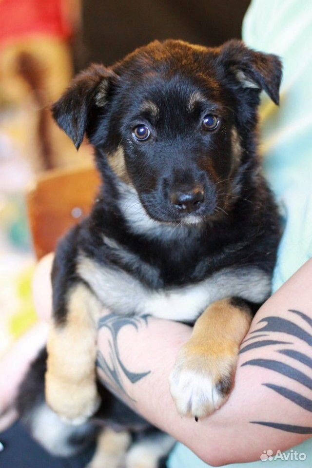 Щенок (мальчик. 2 месяца) в дар, в добрые руки