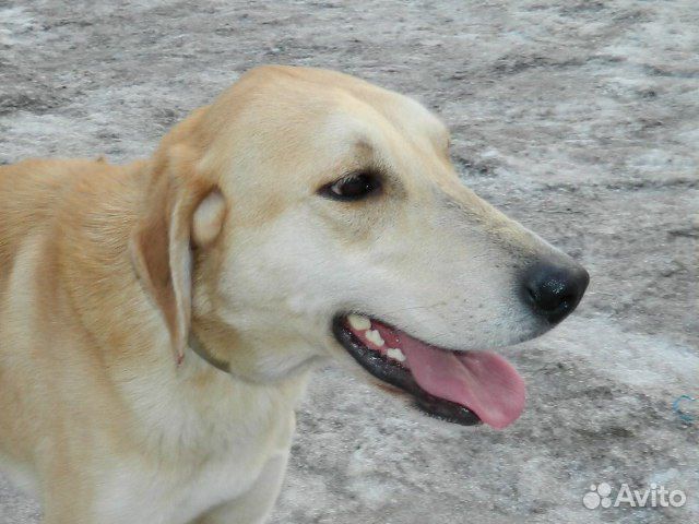 Ищем добрые рукуи