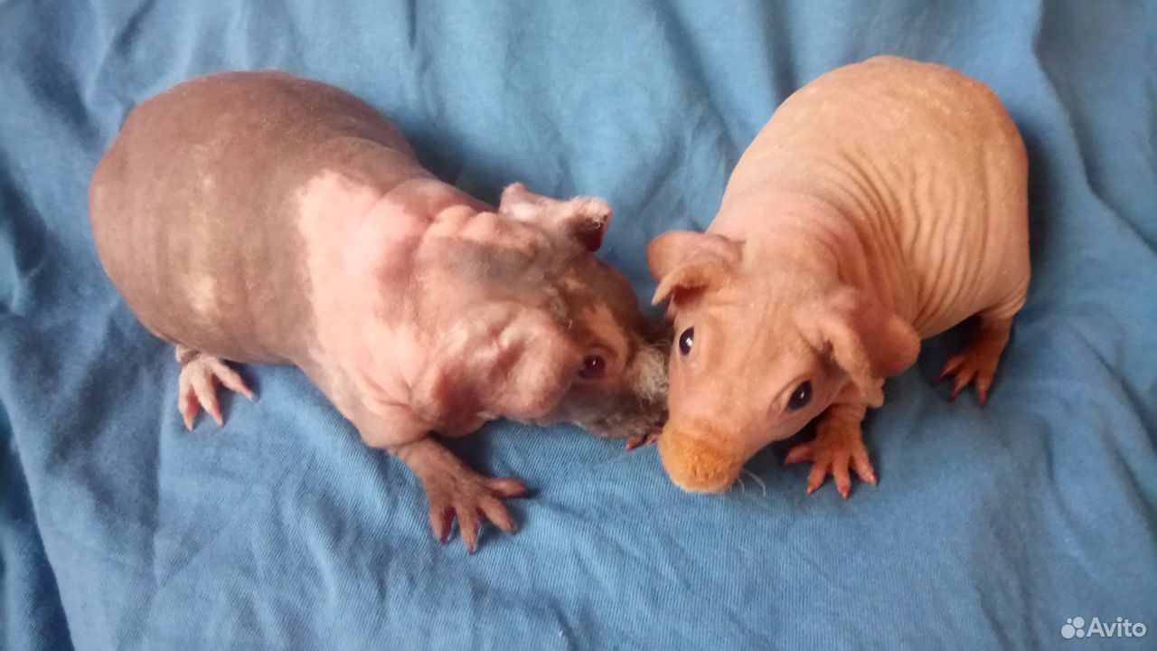 Морские свинки скинни девочки