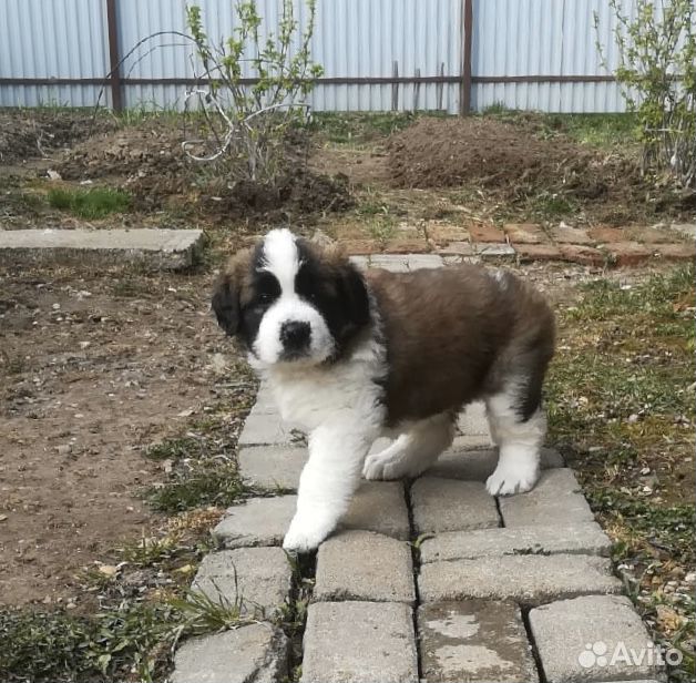 Девочки припевочки