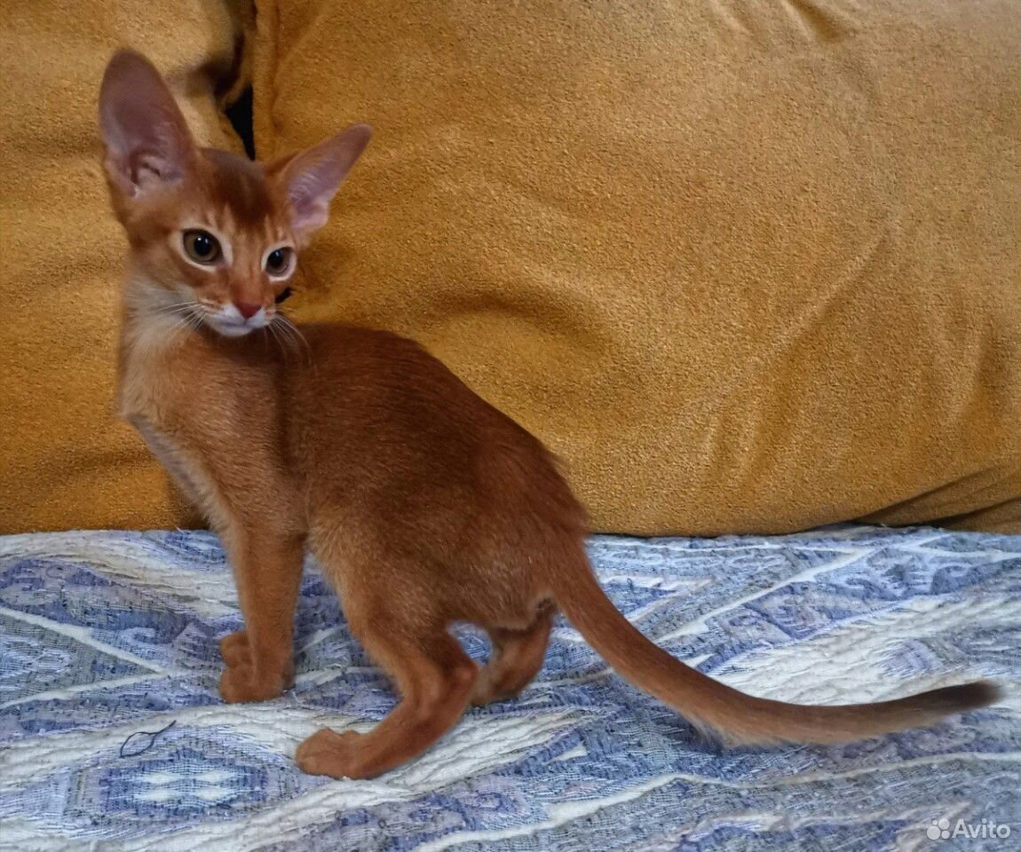 Абиссинская котик, соррель