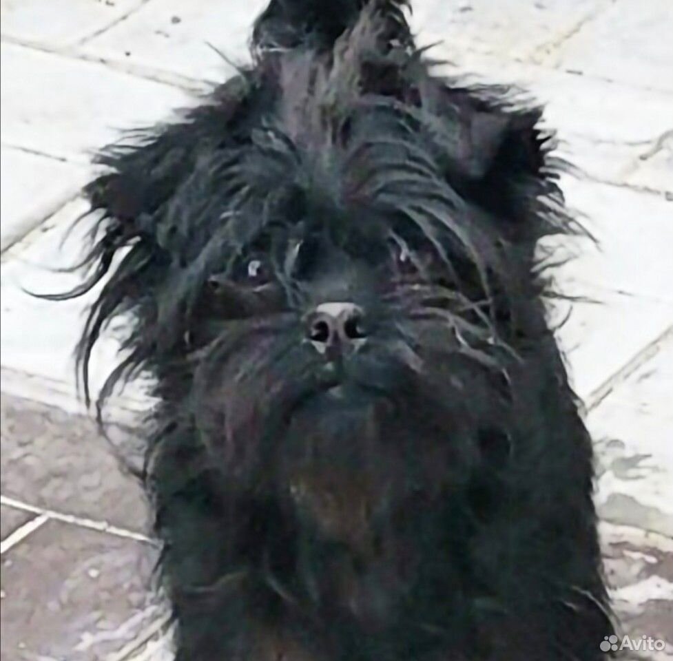 Кобель Аффенпинчера