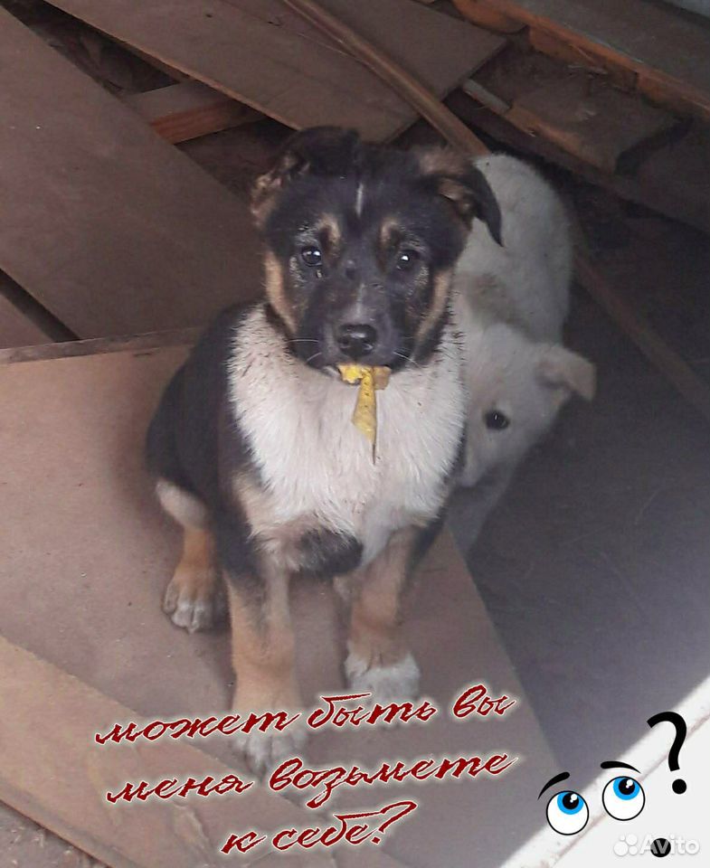 Отдаем щенков