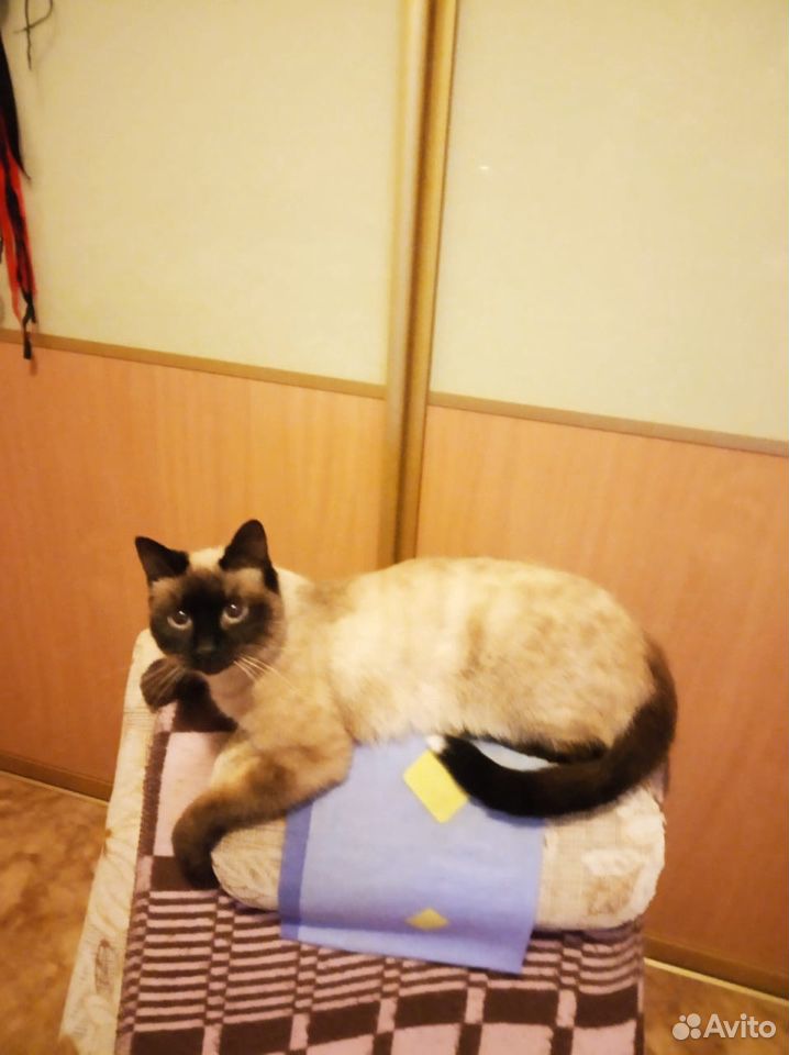 Сиамская кошечка