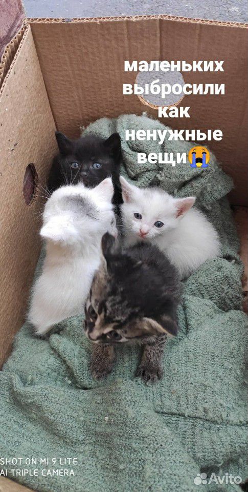 Котята в руки