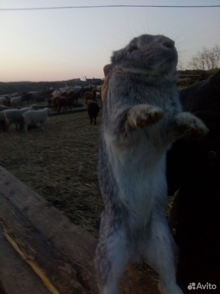 Продаю Кролов