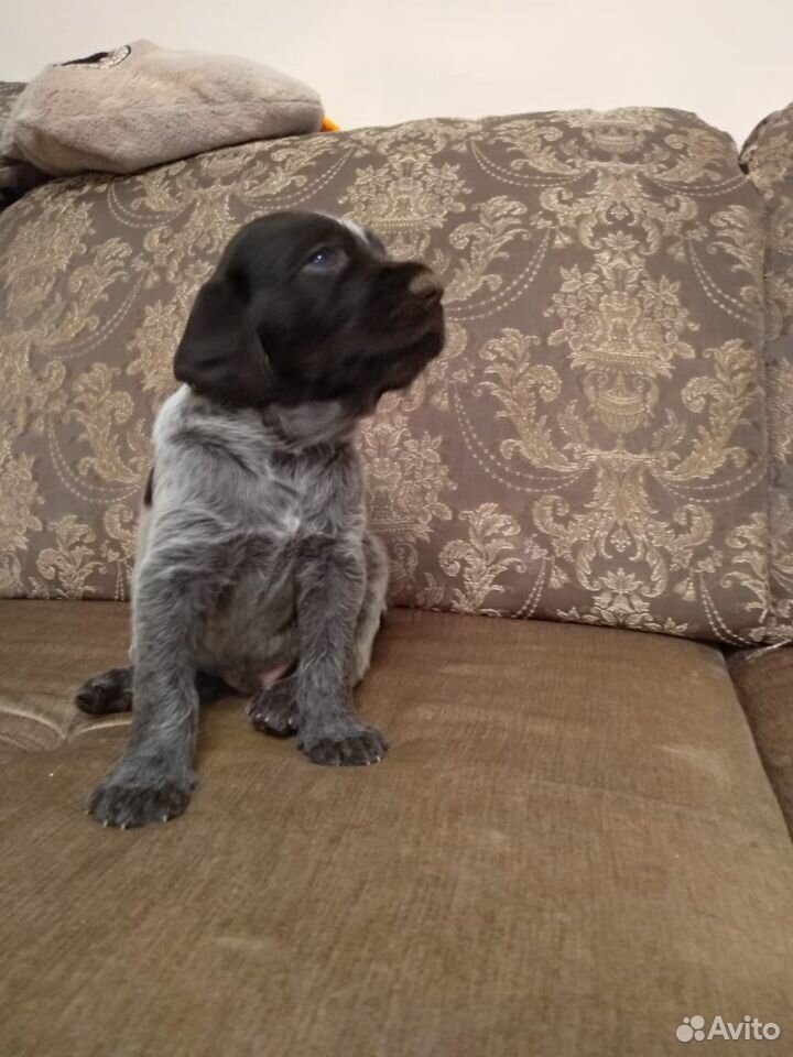 Щенки Немецкого Дратхаара