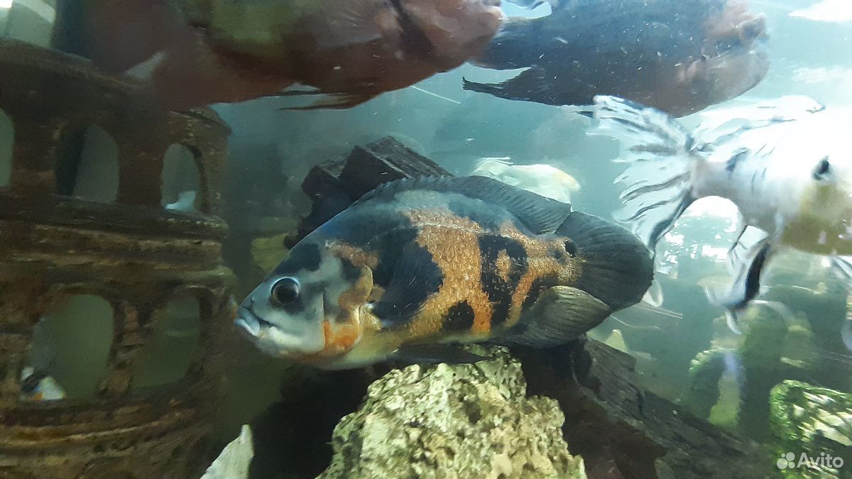 Астронотус взрослый 30см