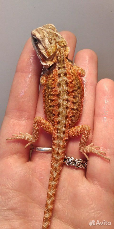 Бородатая агама данер