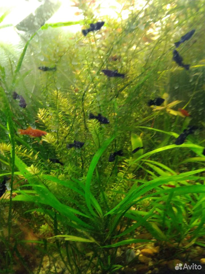 Растения прополка