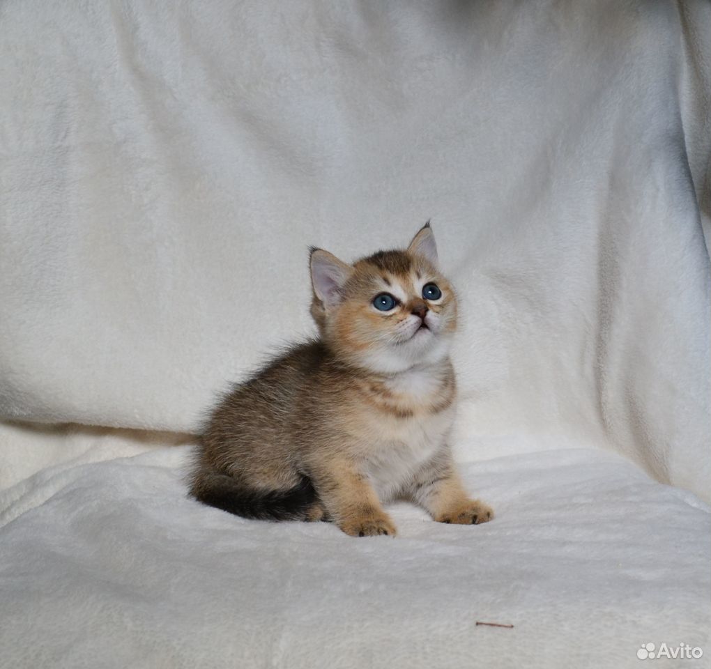 Шотландский котенок