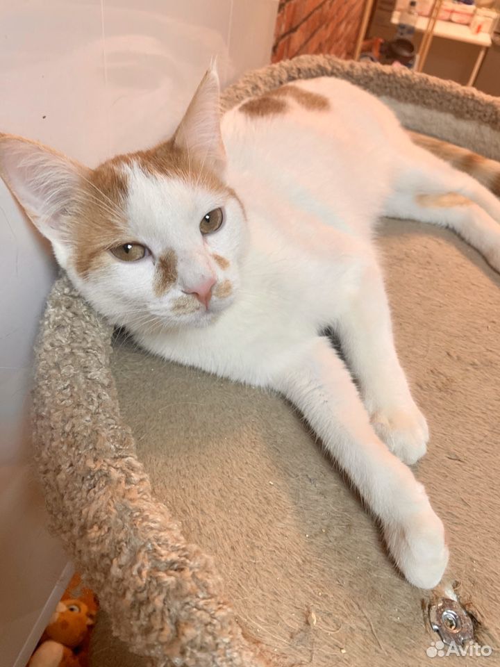 Котёнок Лёва 9 мес ищет дом