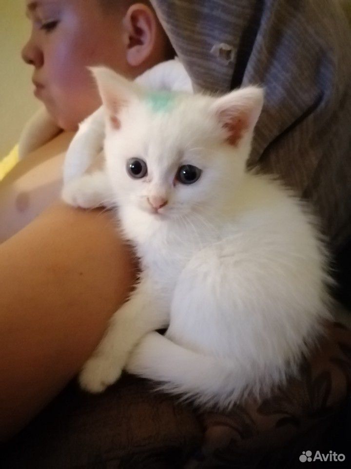 Катенок мальчик