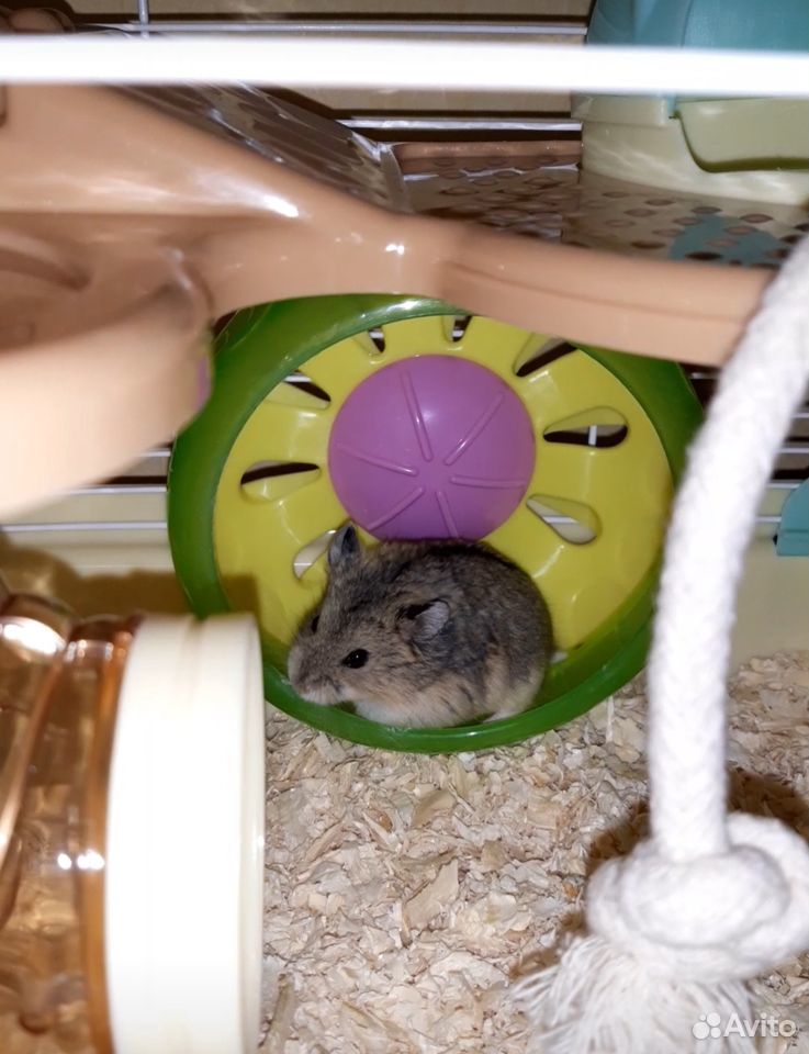 Хомяк Джунгарский