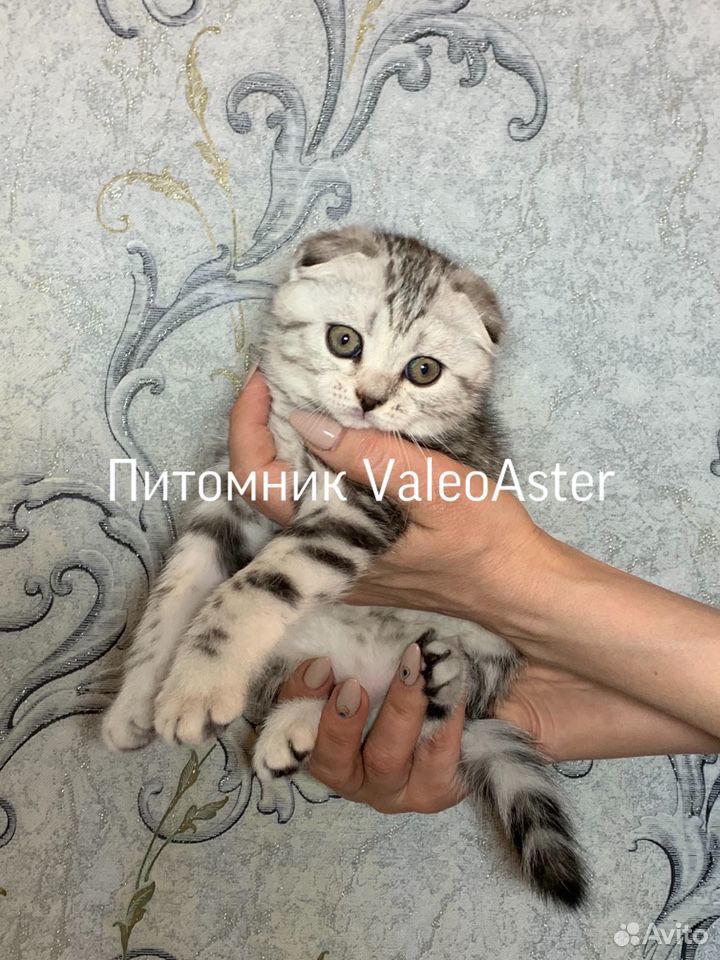 Котята из питомника