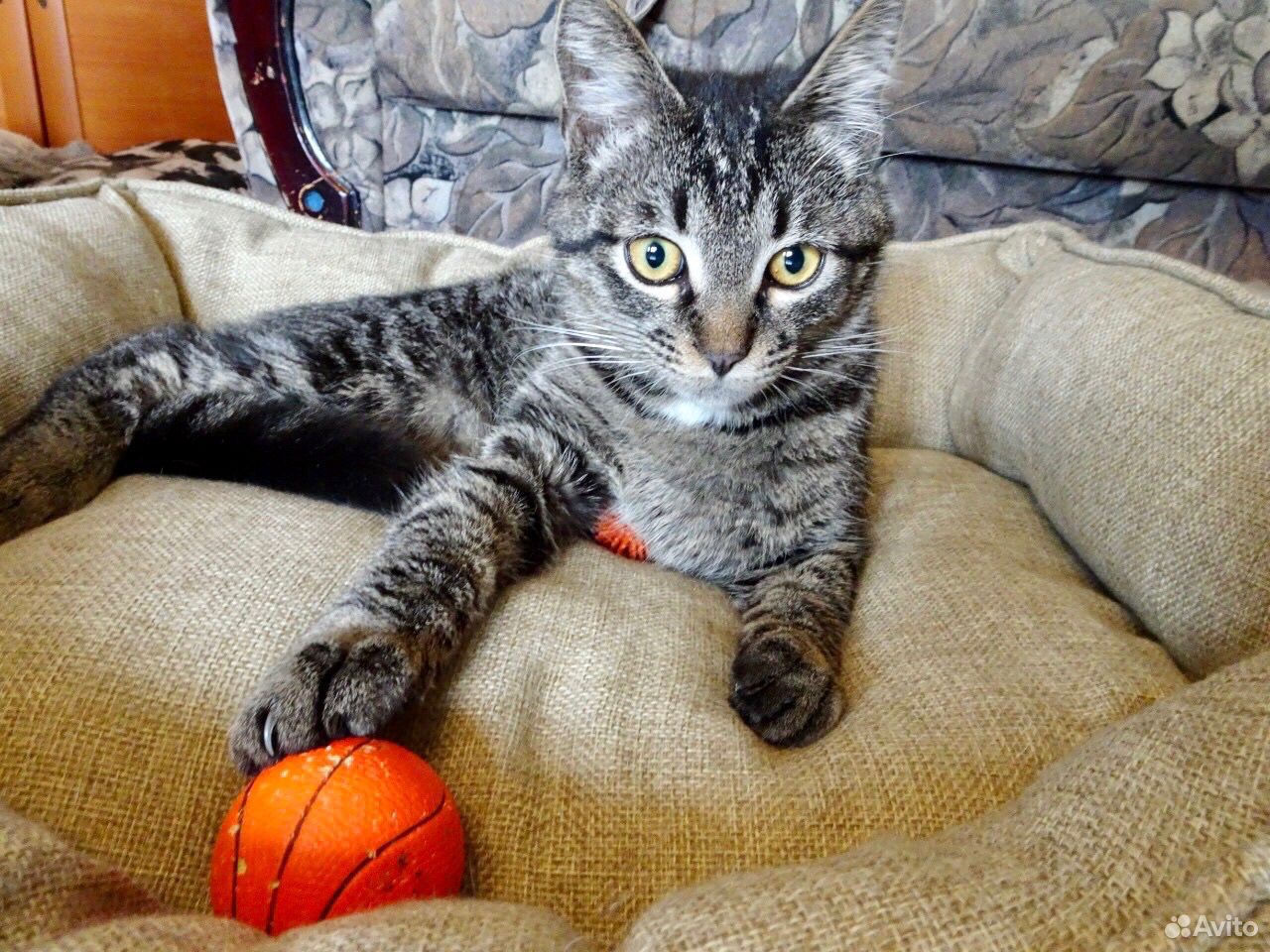 Умный и ласковый котенок Матроскин в дар