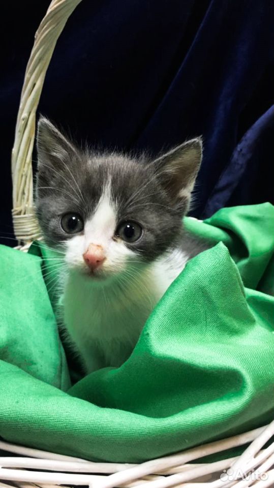 Котёнок гномик мальчик 2 мес