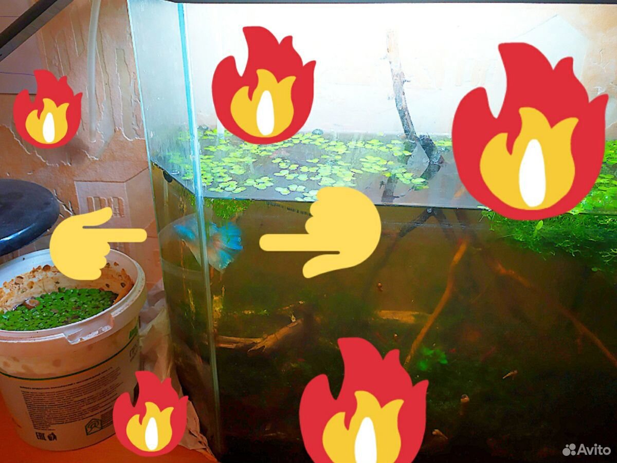 Рыба петушок покупайте)