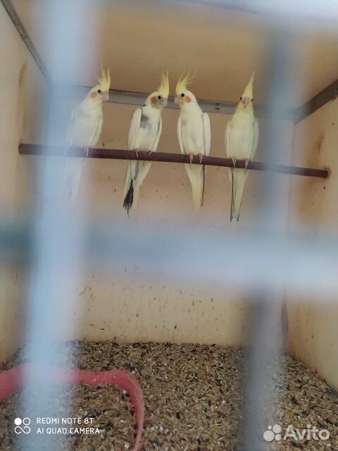 Продам молодых каррел возраст 3 месяца