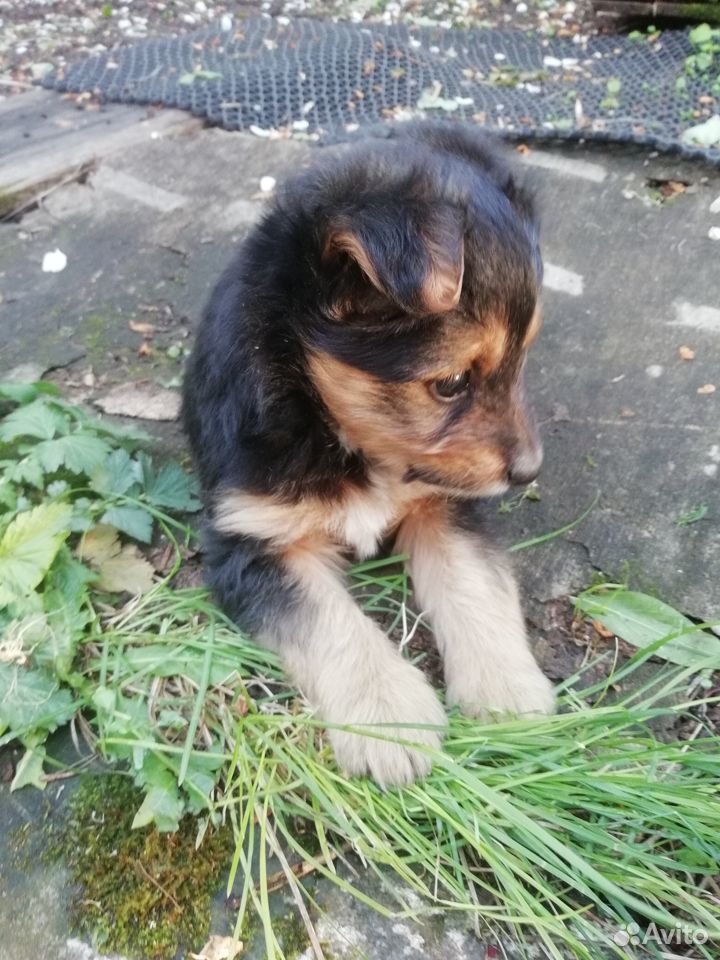 Щенок в заботливые руки. В дар