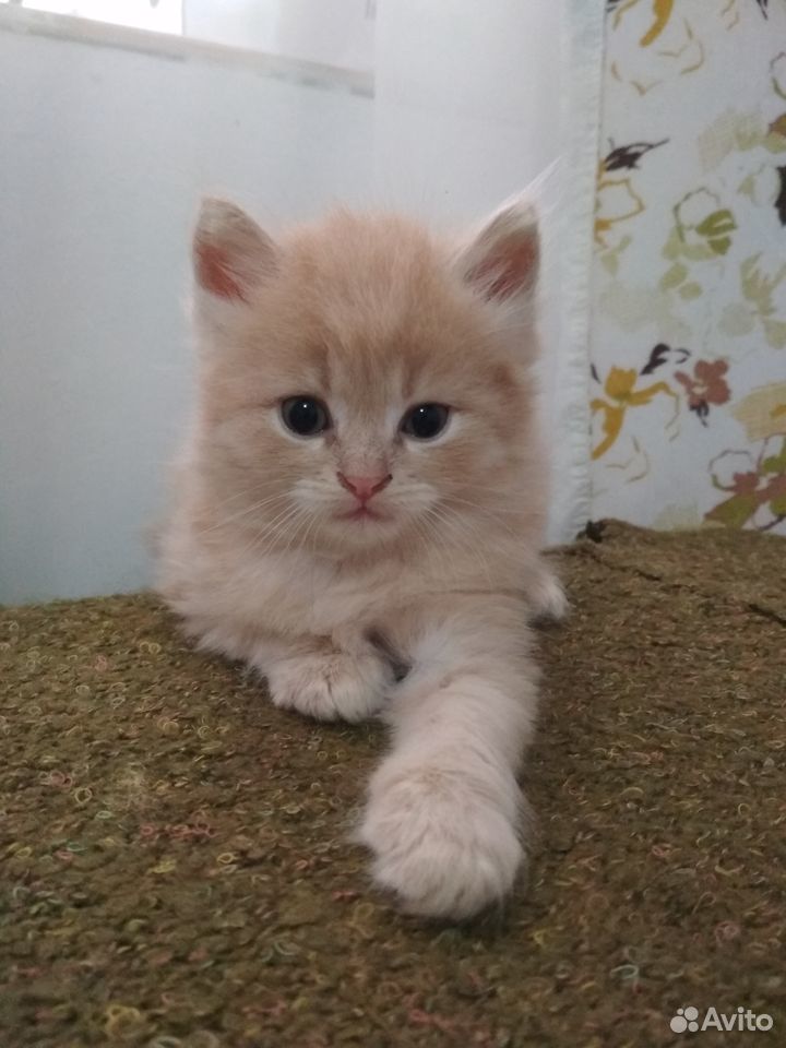 Милый котёнок ищет хозяина