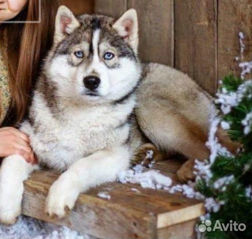 Пристраивается сука хаски