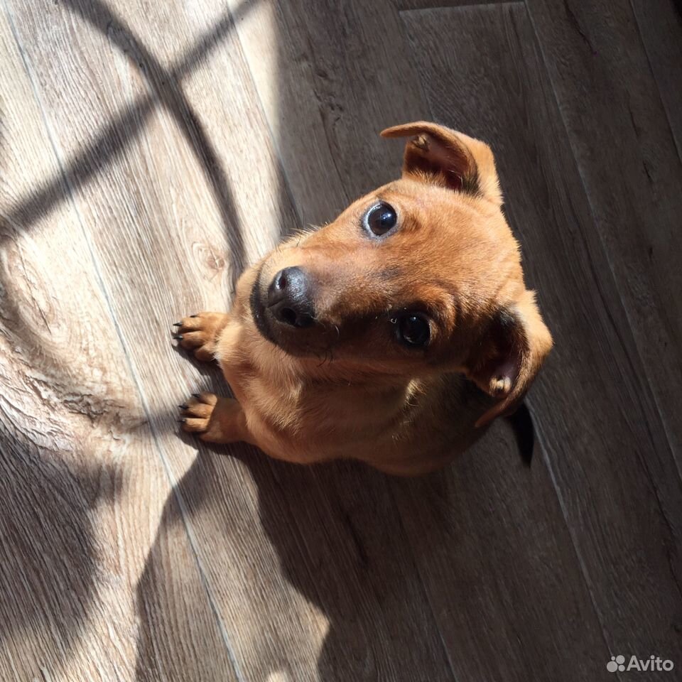 Собака, дворняга