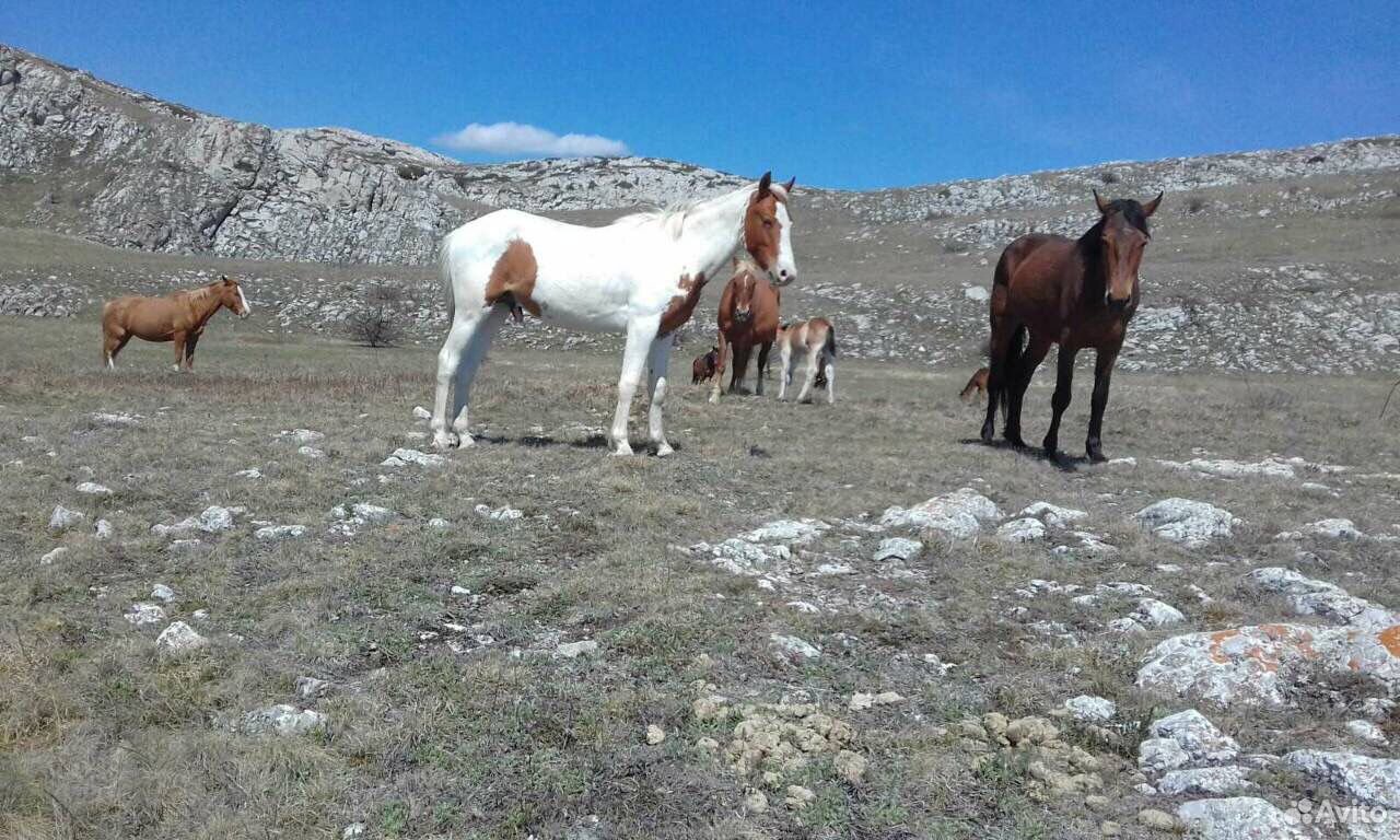 Продаётся жеребец 2х летка