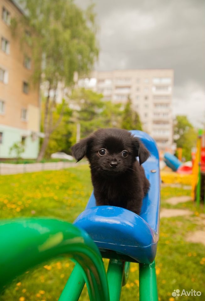 Чихуахуа ищут родителей