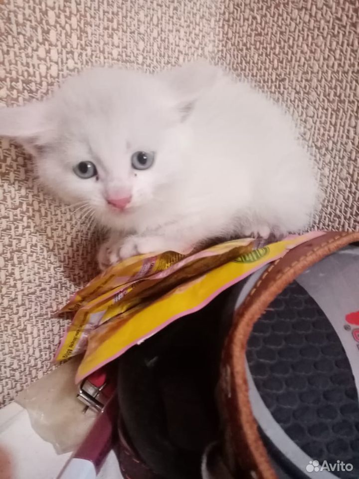 Ищет дом котёнок Сахарок