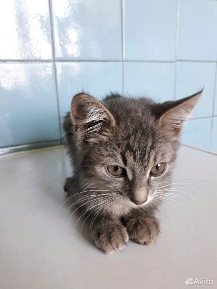 Котенок (мальчик, 1.5 месяца) в дар