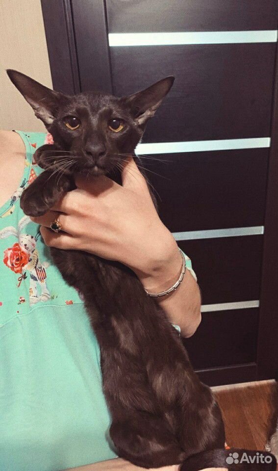 Котик ориентал