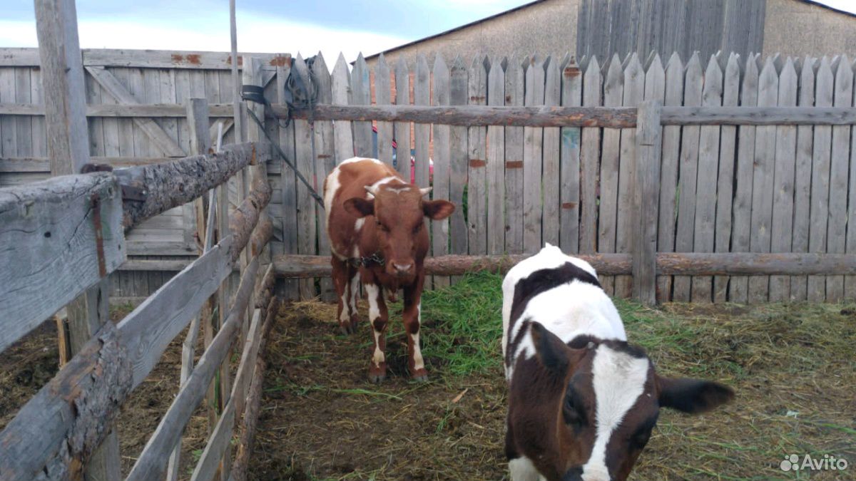 Корова, бык.,маленький теленок