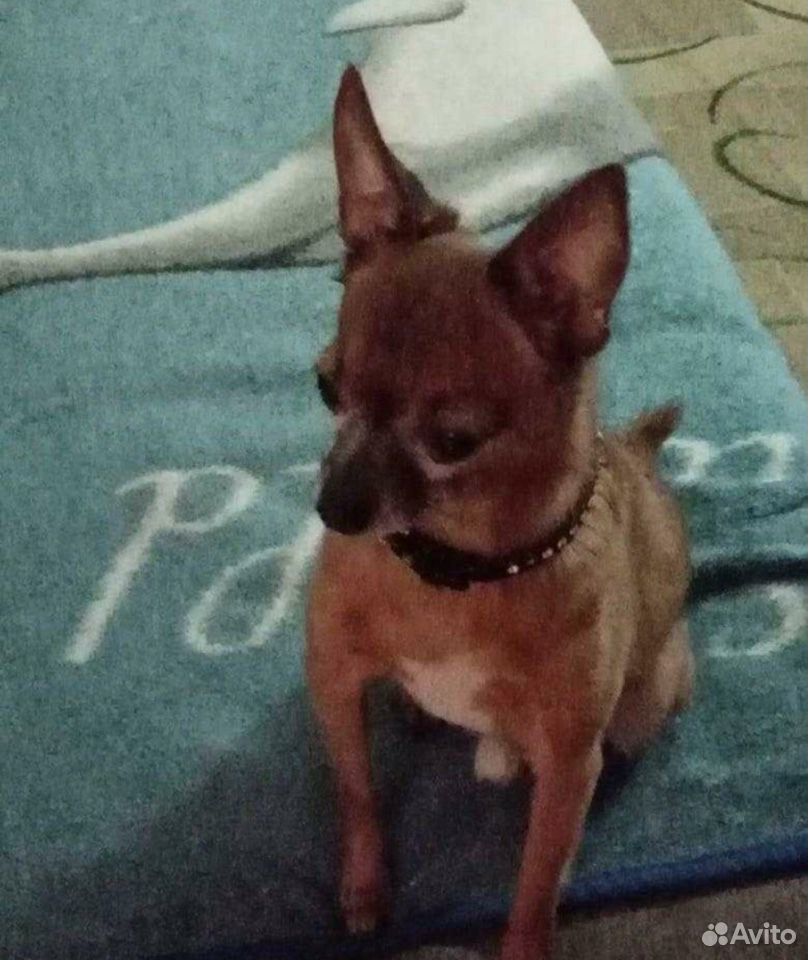 Хороший пёсик