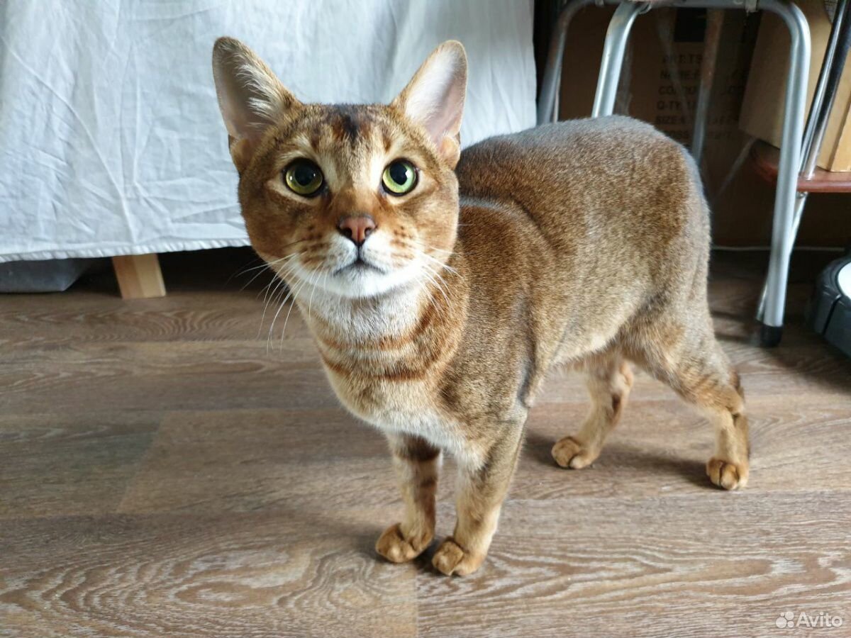Кот абиссинец