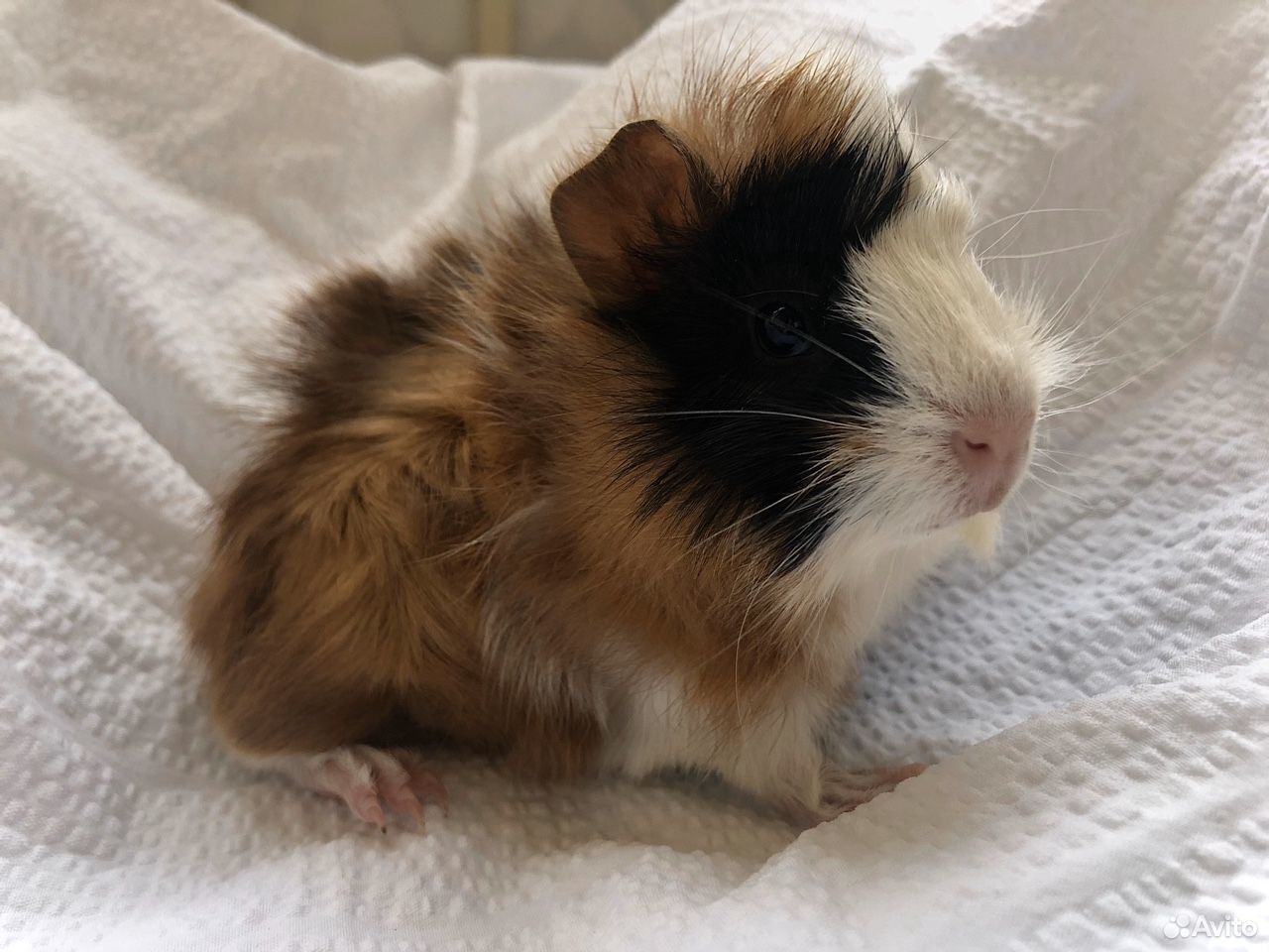 Морская свинка