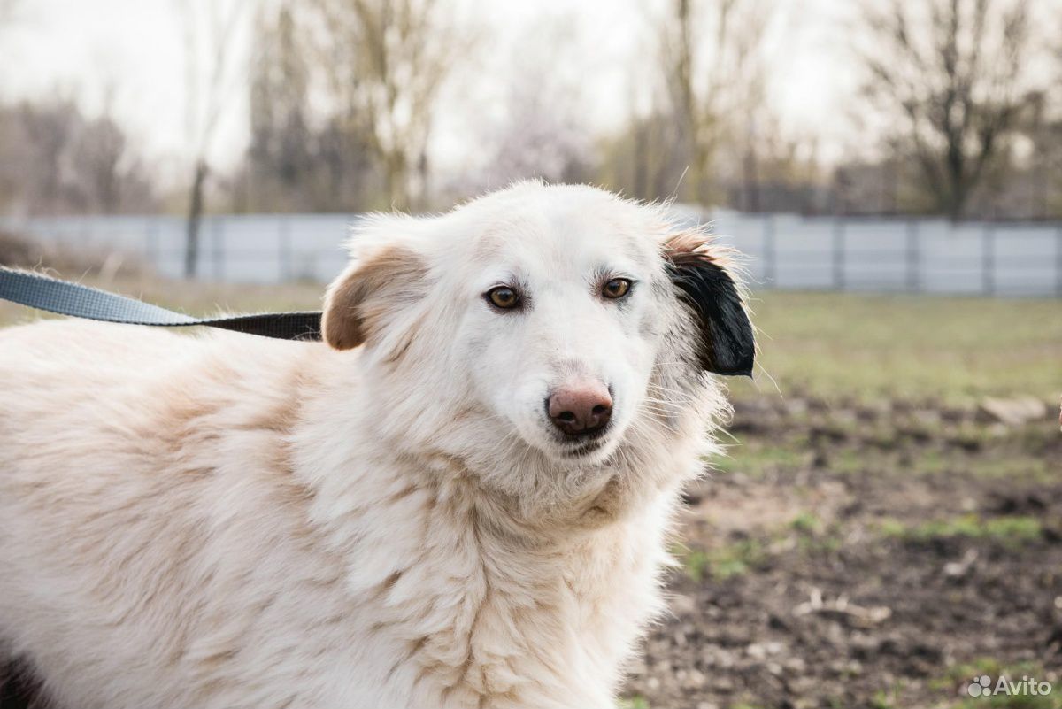 Снежок из приюта ищет дом