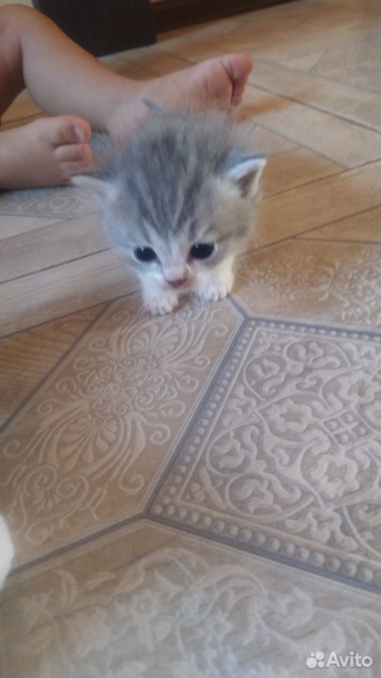 Котенок мальчик, возраст 3 недели, остался последн